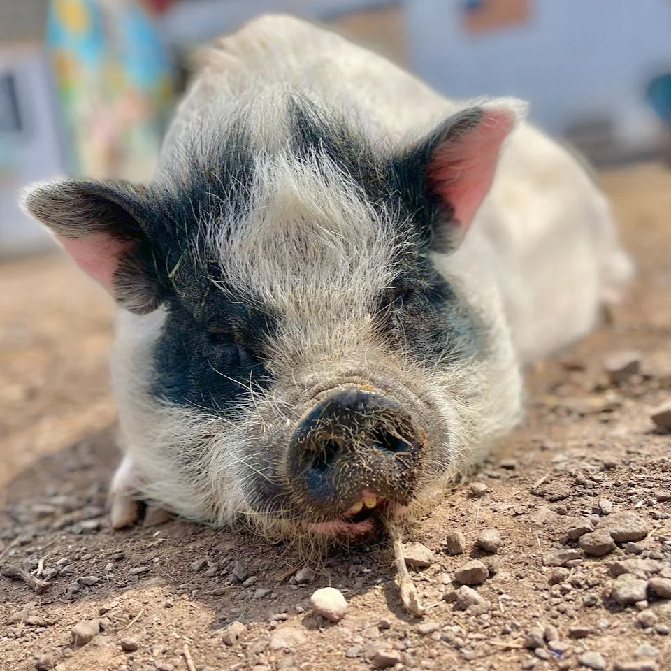 Pigs — Hope & Serenity Farm Sanctuary