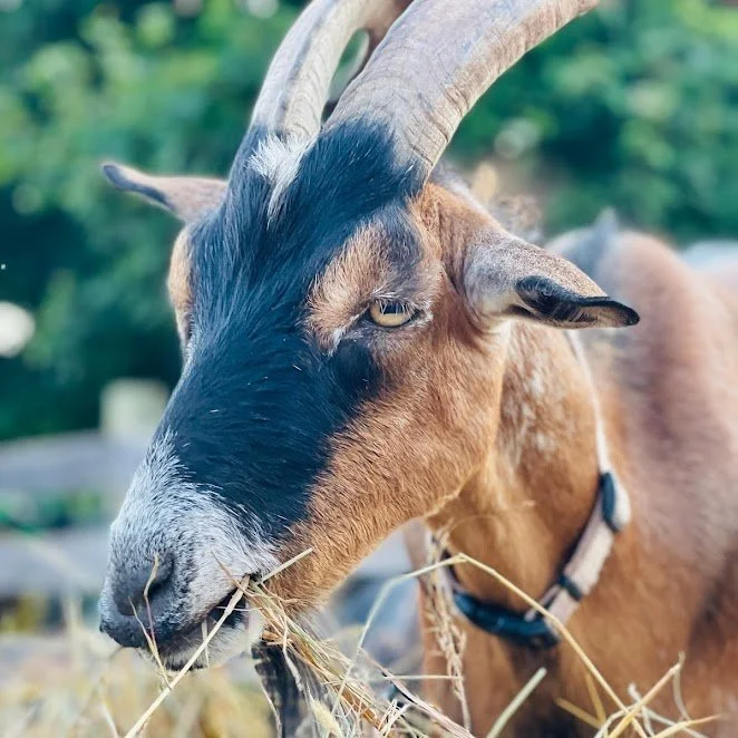 Goats — Hope & Serenity Farm Sanctuary