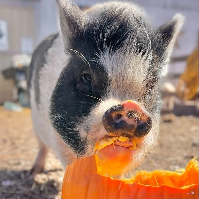 Pigs — Hope & Serenity Farm Sanctuary