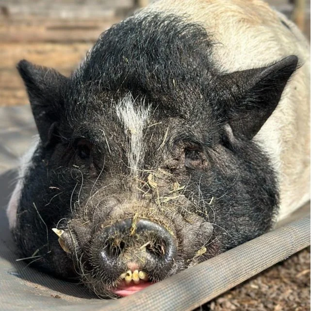 Pigs — Hope & Serenity Farm Sanctuary