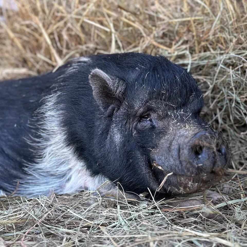 Pigs — Hope & Serenity Farm Sanctuary