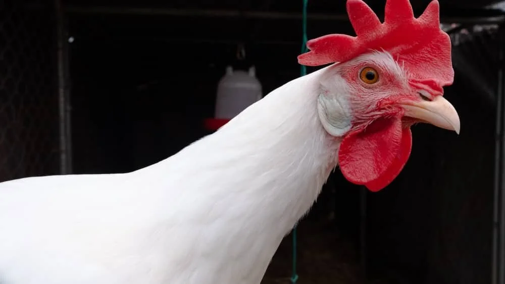 Leghorn chickens: Stunning egg-laying fowl that come in every color ...
