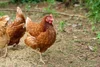Why chickens scratch the ground: A more complex behavior than you may ...
