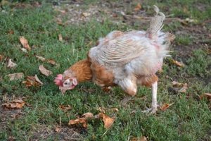 Why chickens scratch the ground: A more complex behavior than you may ...