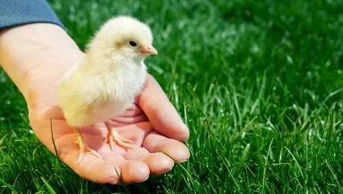 Holding chicks on their backs: Cute or cruel? — The Featherbrain