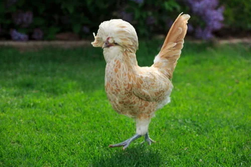 Polish chickens: Comic relief for the backyard flock — The Featherbrain