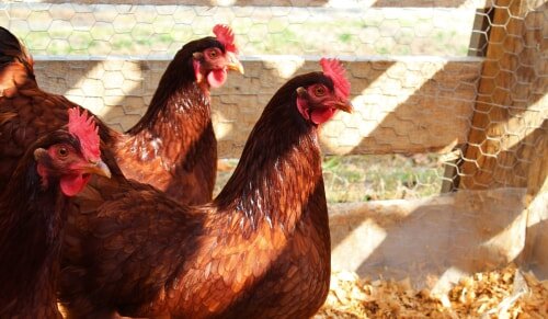 Considering Rhode Island Red chickens? The 19 things you must know ...