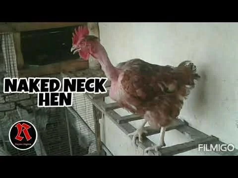 Kfc Featherless Chickens