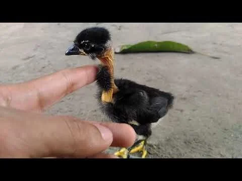 No Neck Chick