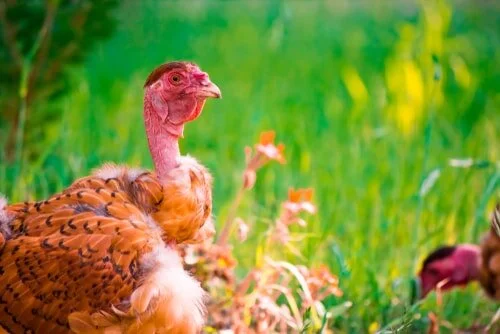 Considering Naked Neck chickens? The 17 things you must know first ...