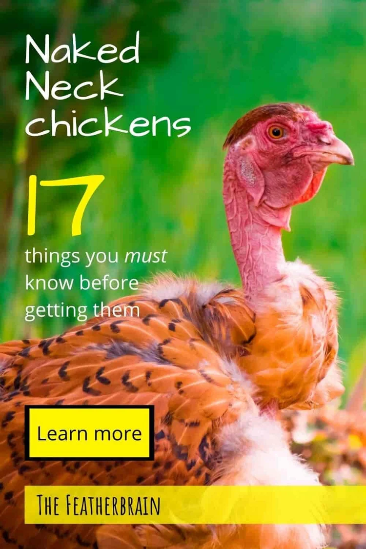 Considering Naked Neck chickens? The 17 things you must know first ...