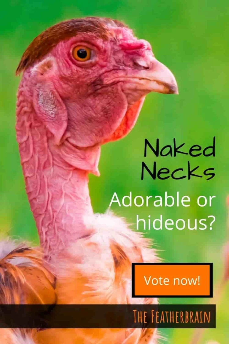 Considering Naked Neck chickens? The 17 things you must know first ...