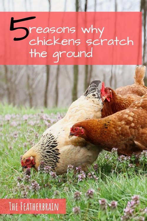 Why chickens scratch the ground: A more complex behavior than you may ...