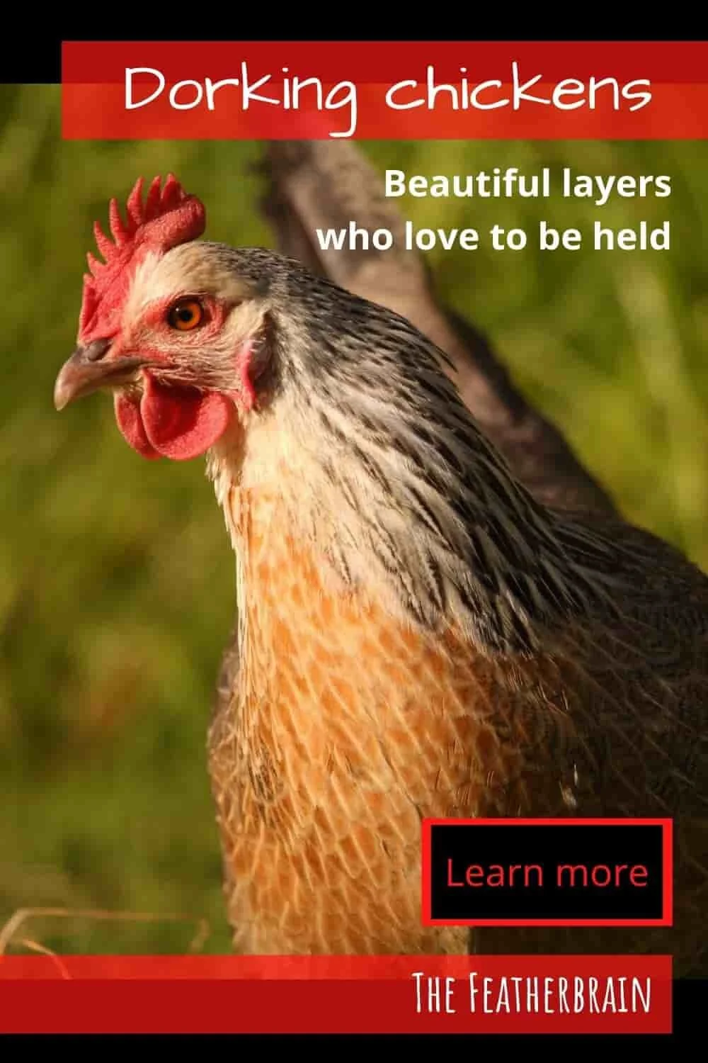 Dorking chickens: The perfect dual-purpose breed for your homestead ...