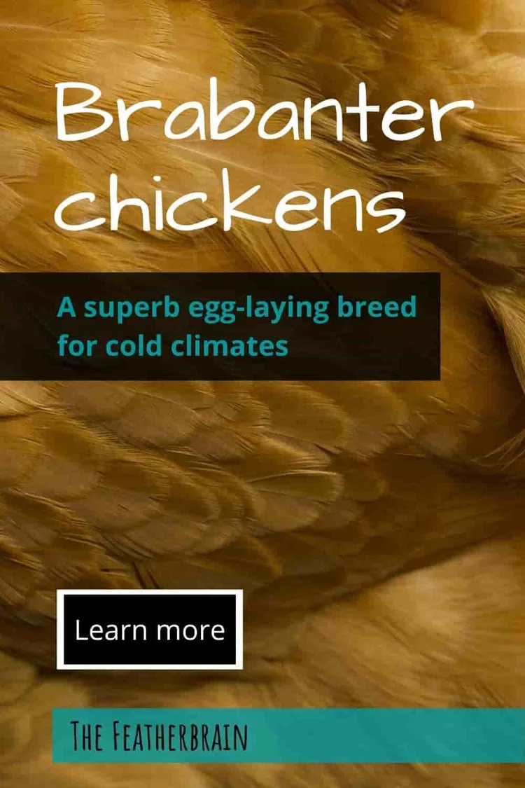 Brabanter chickens: A rare and goofy egg-laying breed for cold climates ...