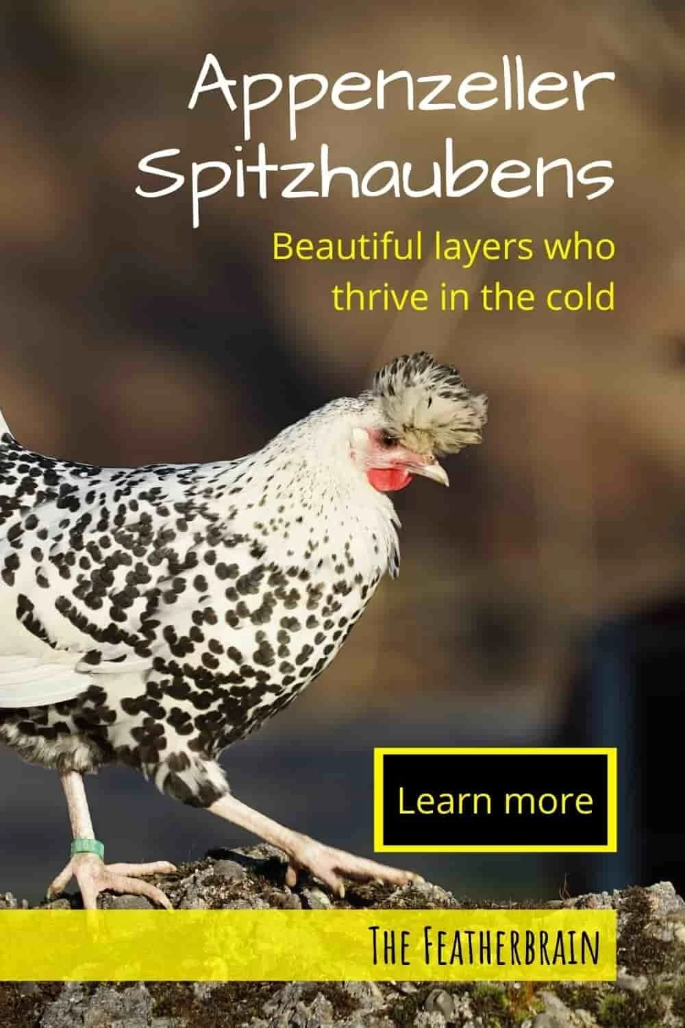 Appenzeller Spitzhauben chickens: An egg-laying breed that thrives in ...