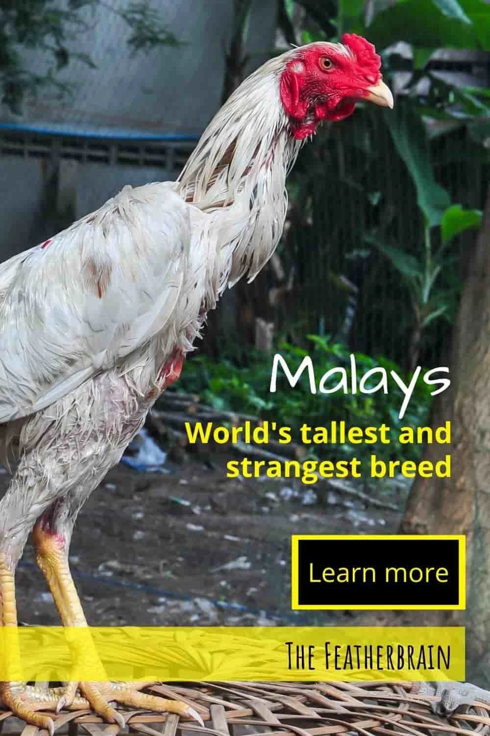 Malay chickens: The world’s tallest (and strangest) chicken breed — The ...