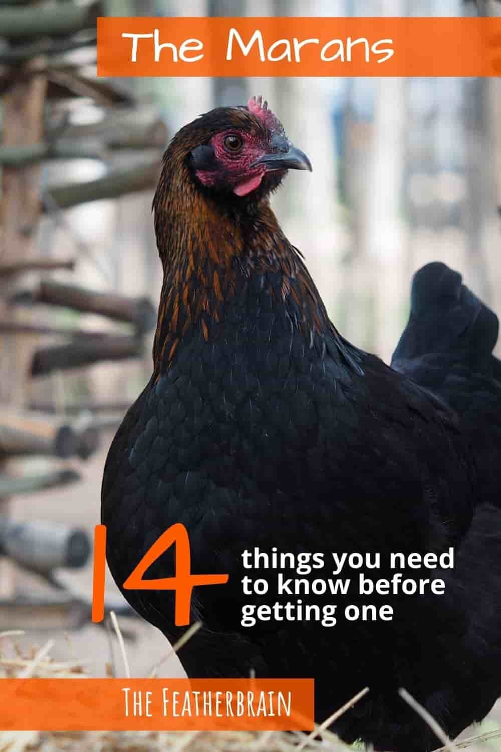 Considering Marans chickens? The 14 things you must know first — The ...