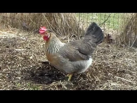 Legbar chicken hatcheries and breeders — The Featherbrain