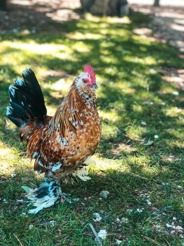 Bearded d’Uccle chicken hatcheries and breeders — The Featherbrain