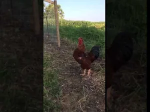 Buckeye chicken hatcheries and breeders — The Featherbrain