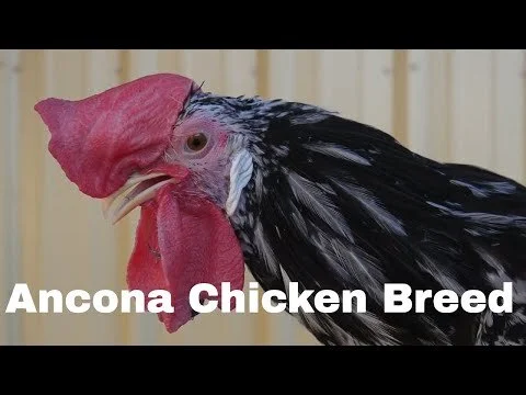 Ancona chicken hatcheries and breeders — The Featherbrain