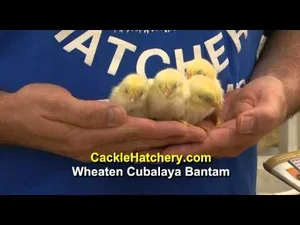 Cubalaya chicken hatcheries and breeders — The Featherbrain