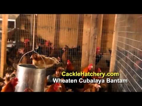 Cubalaya chicken hatcheries and breeders — The Featherbrain