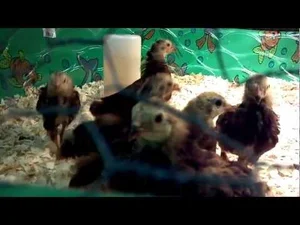 Buckeye chicken hatcheries and breeders — The Featherbrain