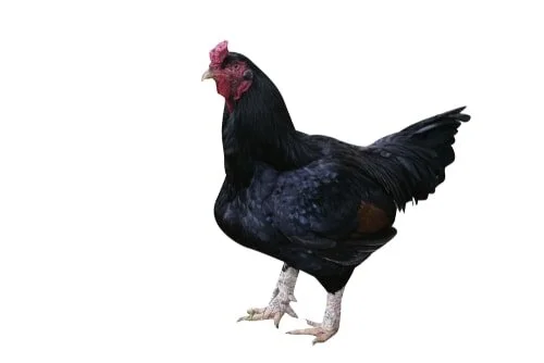 Cornish chicken hatcheries and breeders — The Featherbrain