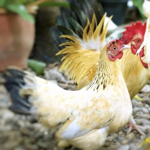 Bantam Breeds