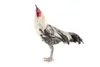 Egyptian Fayoumi chicken hatcheries and breeders — The Featherbrain