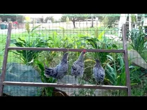 Isbar chicken hatcheries and breeders — The Featherbrain
