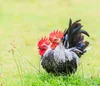 Japanese Bantam chicken hatcheries and breeders — The Featherbrain