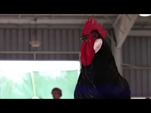 Minorca chicken hatcheries and breeders — The Featherbrain