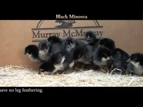 Minorca chicken hatcheries and breeders — The Featherbrain