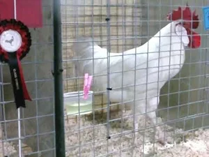 Minorca chicken hatcheries and breeders — The Featherbrain