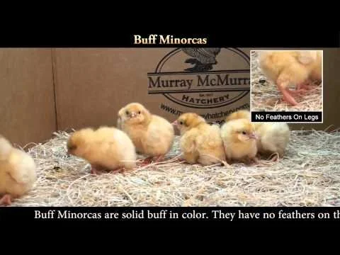 Minorca chicken hatcheries and breeders — The Featherbrain