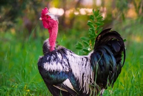 Naked Neck (Turken) chicken hatcheries and breeders — The Featherbrain