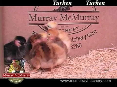 Naked Neck (Turken) chicken hatcheries and breeders — The Featherbrain