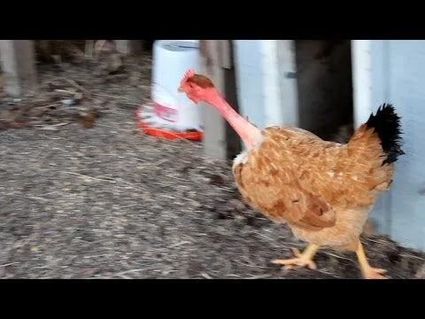 Naked Neck (Turken) chicken hatcheries and breeders — The Featherbrain