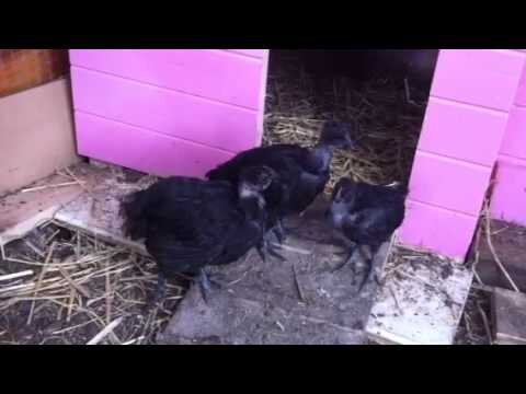 Naked Neck (Turken) chicken hatcheries and breeders — The Featherbrain