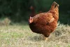 Rhode Island Red chicken hatcheries and breeders — The Featherbrain