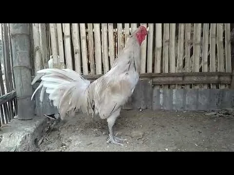 Sumatra chicken hatcheries and breeders — The Featherbrain