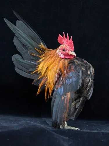 Serama chicken hatcheries and breeders — The Featherbrain