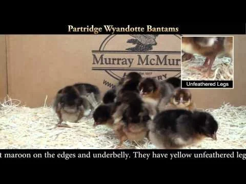 Wyandotte Bantam chicken hatcheries and breeders — The Featherbrain