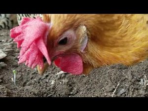 Sicilian Buttercup chicken hatcheries and breeders — The Featherbrain