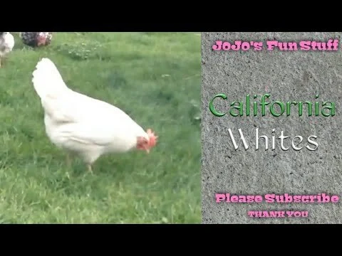 California White chicken hatcheries and breeders — The Featherbrain