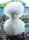Polish Bantam chicken hatcheries and breeders — The Featherbrain