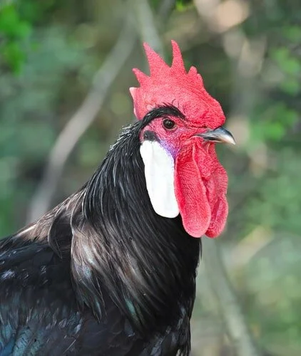 Minorca chicken hatcheries and breeders — The Featherbrain